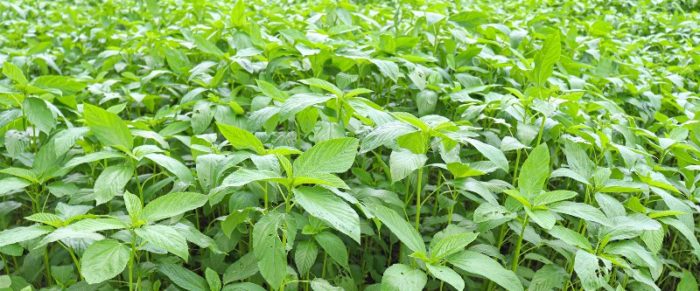 What is jute and why is it so good for the environment? | TGC